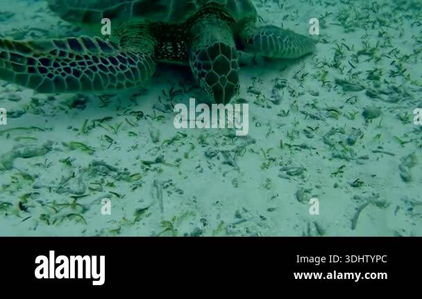 Wild green sea turtle peacefully eating seagrass on the sandy seabed in ...