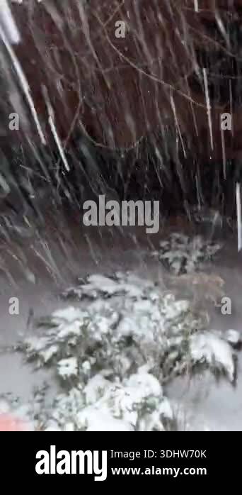 Winter blizzard in the evening, at night. Snow sweeps trees and ...