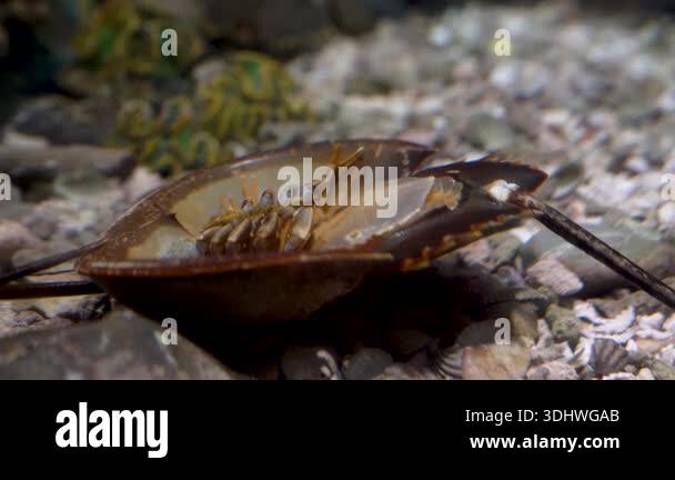 Detailed close-up of a horseshoe crab flipped upside down on a rocky ...
