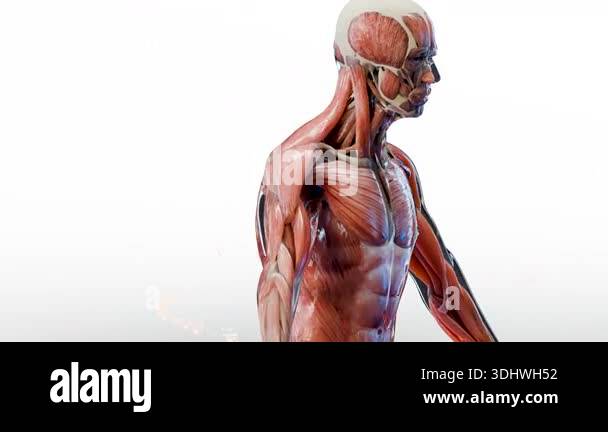 Anatomy Muscles tissues growth, Medically accurate Muscle structure ...