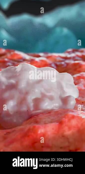 white blood cells attacking bacteria and viruses through phagocytosis ...