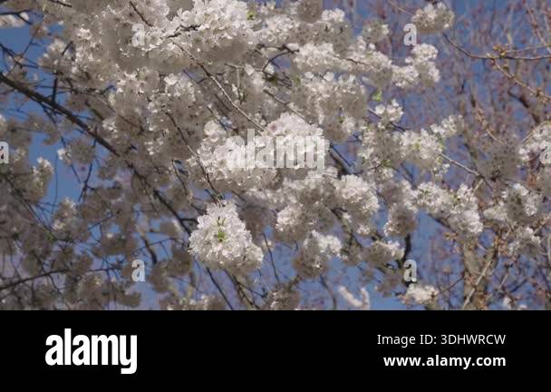 Sakura blossom. Beautiful spring Sakura flower on cherry tree. Sakura ...