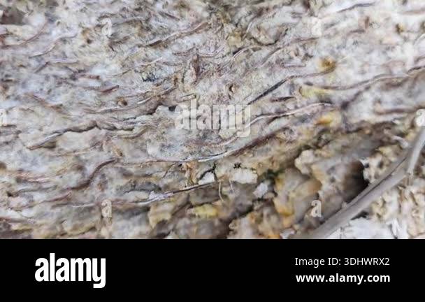 image of the slice oil palm tree trunk wood drying and rotting texture ...