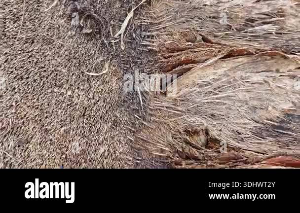 image of the slice oil palm tree trunk wood drying and rotting texture ...