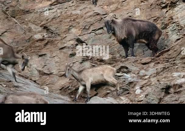 Wild mountain goats standing and walking across a steep rocky cliff ...
