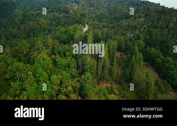 Aerial view of winding jungle road cutting through dense tropical ...