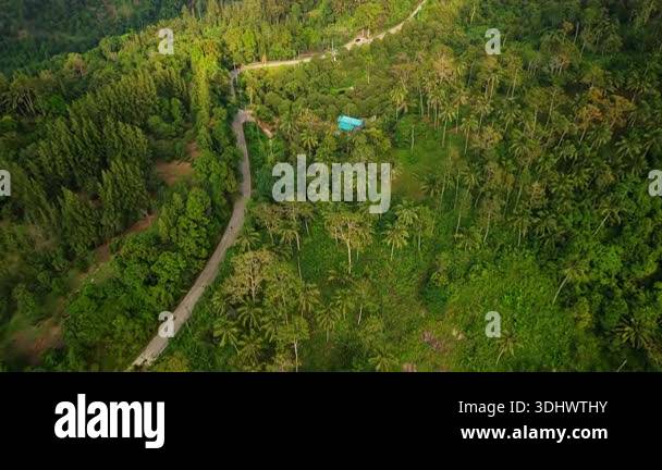 Aerial view of winding jungle road cutting through dense tropical ...