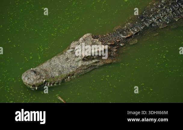 Siamese crocodile floating in green freshwater pond with eye and snout ...