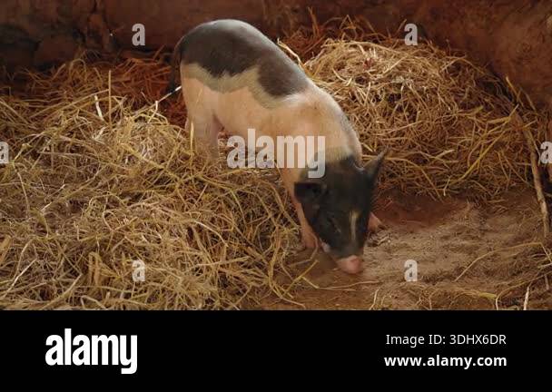 Young piglet exploring straw bedding inside rustic farm pen, showing ...