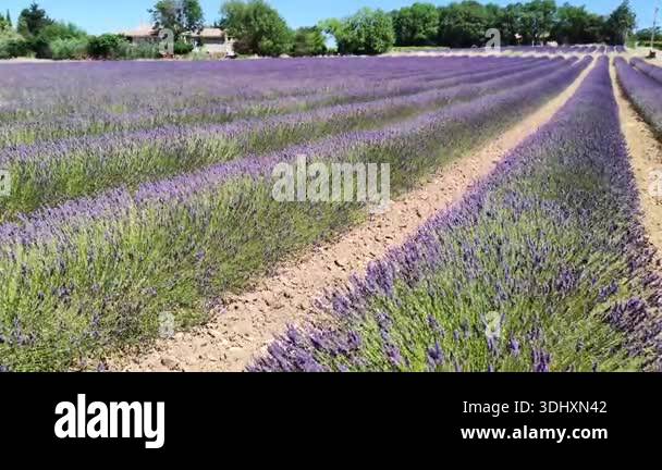 Flowering lavender field in Provence Stock Video Footage - Alamy