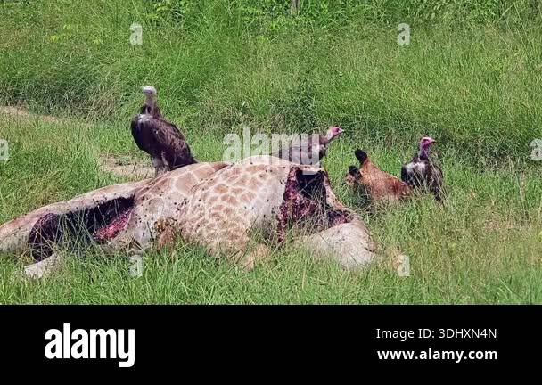 Three Hooded vulture scavenging on a giraffe carcass in Greater Kruger ...