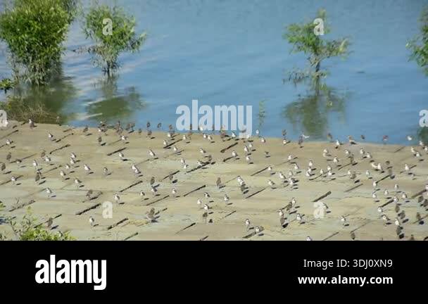 Large flock of wild birds gathered on sandy riverbank during high tide ...
