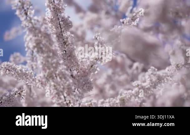 Cherry blossom tree during spring. Spring renewal with cherry blossom ...