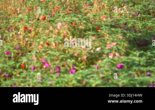 Colorful red flower, in Indonesian Language names BUNGA PACAR AIR ...