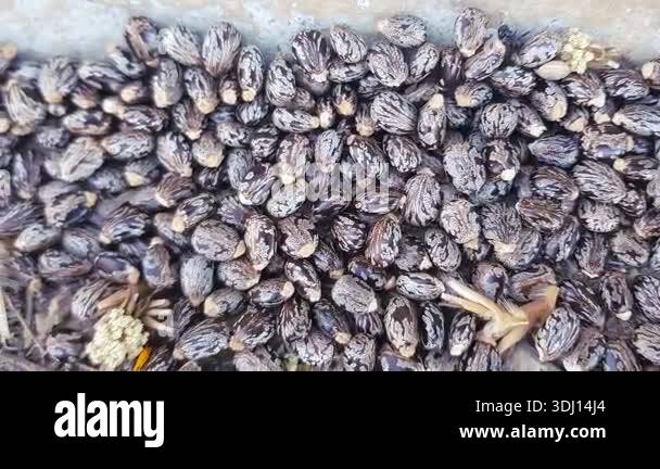 Seeds of Ricinus communis, commonly called castor beans, which produce ...