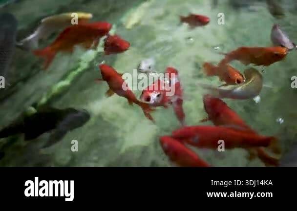 Colorful Koi Fish Swimming in Clear Pond Stock Video Footage - Alamy