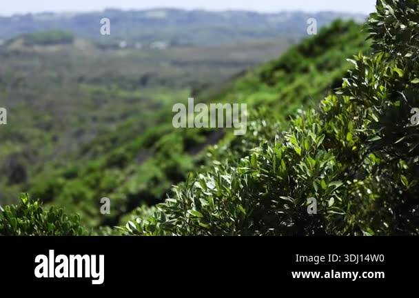 Time-lapse of a lush hillside landscape Stock Video Footage - Alamy
