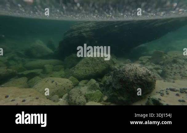 Underwater and above rock pool exploration Stock Video Footage - Alamy