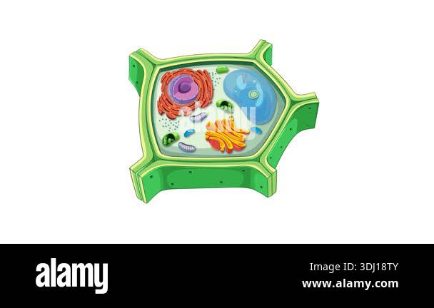 Illustration of plant cell anatomy with labeled organelles ...