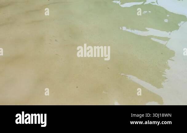 Tiny fish swimming in clear ocean water Stock Video Footage - Alamy