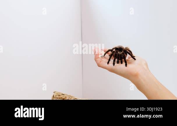A tarantula moves across a person's hand in a bright, minimalist room ...