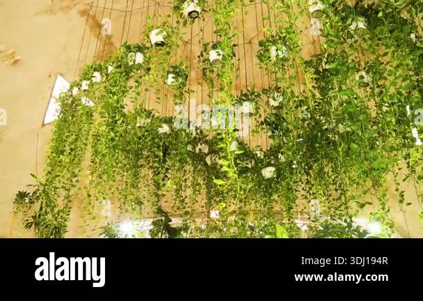 Atrium oasis Stock Videos & Footage - HD and 4K Video Clips - Alamy