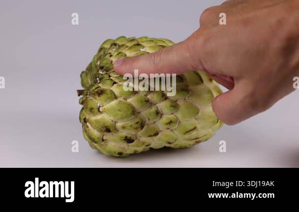 Hand interacting with a custard apple fruit Stock Video Footage - Alamy