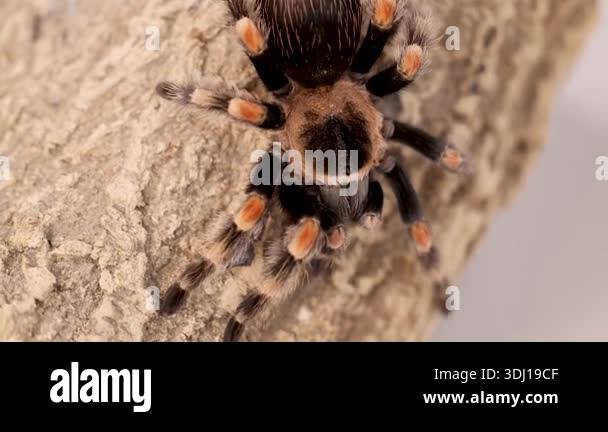 A tarantula moves across rough bark, captured in detailed close-up ...