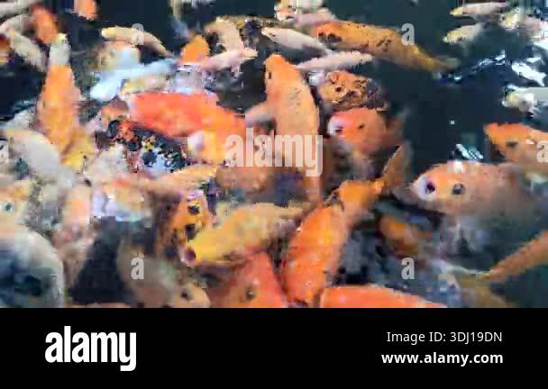 The vibrant beauty of colorful koi fish swimming gracefully, displaying ...