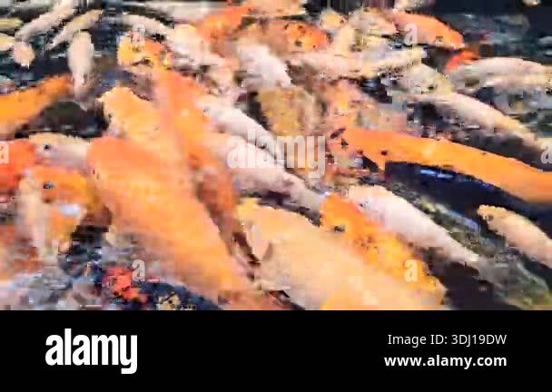 The vibrant beauty of colorful koi fish swimming gracefully, displaying ...