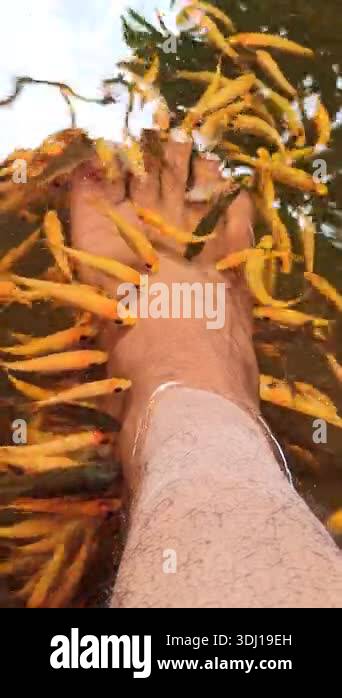 Fish therapy using Nilem fish creates a relaxing experience as gentle ...