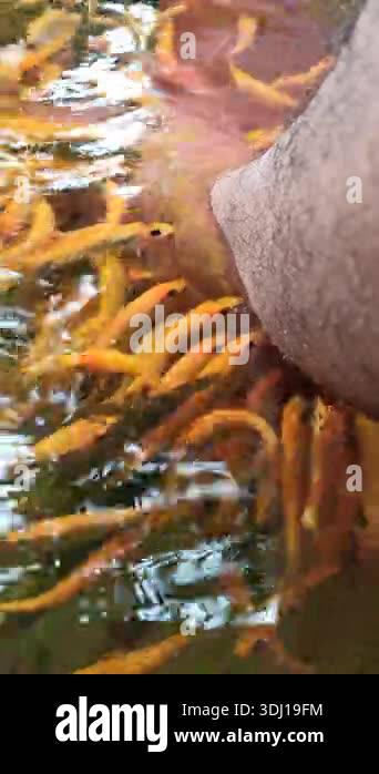 Fish therapy using Nilem fish creates a relaxing experience as gentle ...