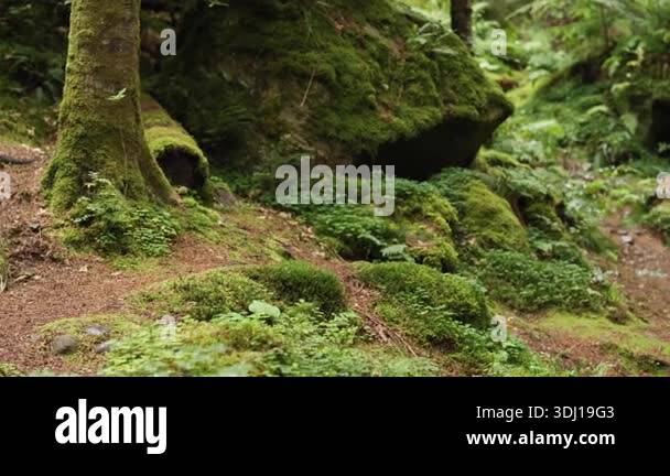 Forest moss scotland Stock Videos & Footage - HD and 4K Video Clips - Alamy
