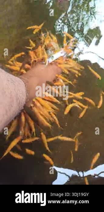 Fish therapy using Nilem fish creates a relaxing experience as gentle ...