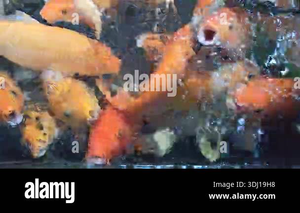 The vibrant beauty of colorful koi fish swimming gracefully, displaying ...