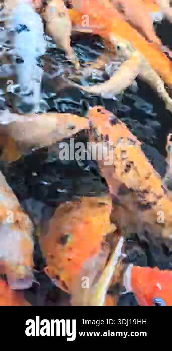 The vibrant beauty of colorful koi fish swimming gracefully, displaying ...