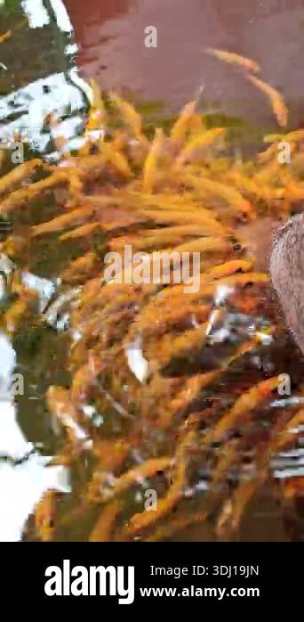 Fish therapy using Nilem fish creates a relaxing experience as gentle ...