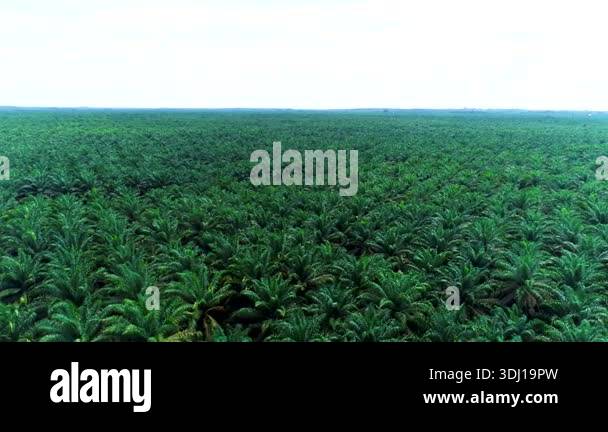 A stunning cinematic drone pan-right across a massive, endless oil palm ...