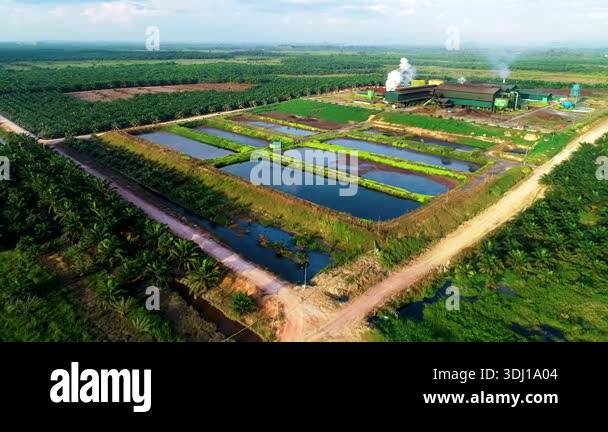 Palm Oil Effluent Management: Aerial View of CPO Mill Treatment Ponds ...