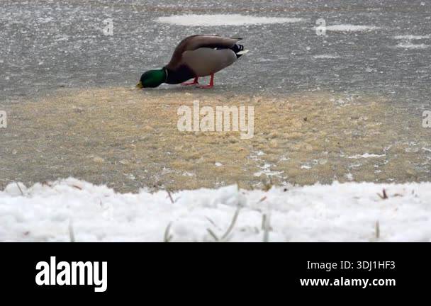 Video of a male mallard duck eating grain on snow-covered ice of a ...