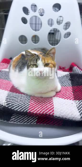 Homeless cat at an animal shelter. Cat lying on a chair. Cat at a ...