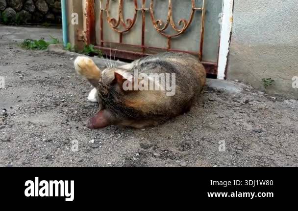 A tabby stray cat playfully rolls on the ground, attracting attention ...