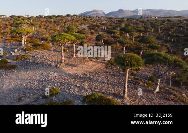 Island of socotra tree Stock Videos & Footage - HD and 4K Video Clips ...