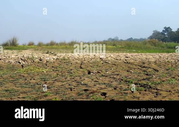 Cracked dry land with scattered green vegetation on an open rural ...