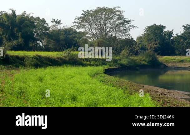 Lush green grass covering a riverside landscape with calm water and ...