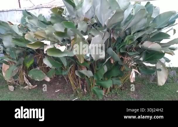 Calathea lutea or Banana calathea blowing in the breeze in the garden ...