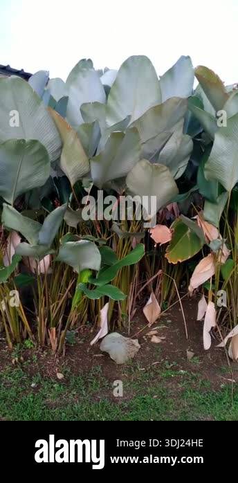 The beauty of Calathea lutea or Banana calathea blowing in the breeze ...