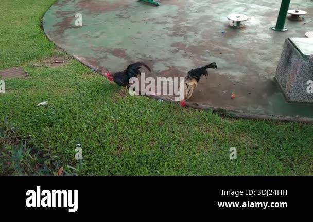 Two short legged bantam chickens are playing and looking for food in ...