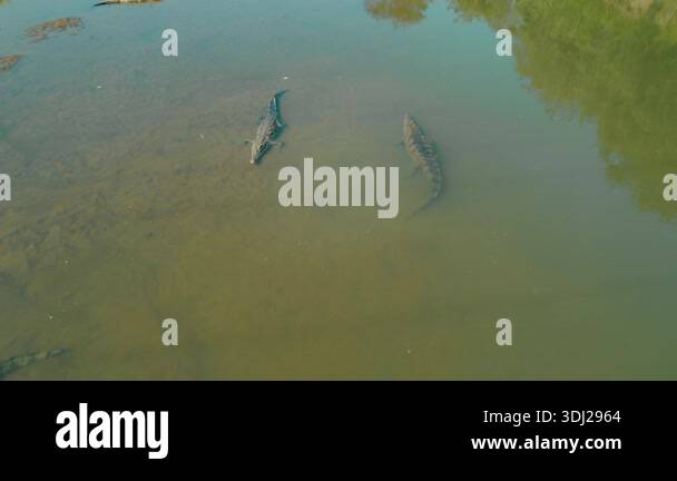 American Crocodiles swim in shallow water of Tarcoles River in Costa ...