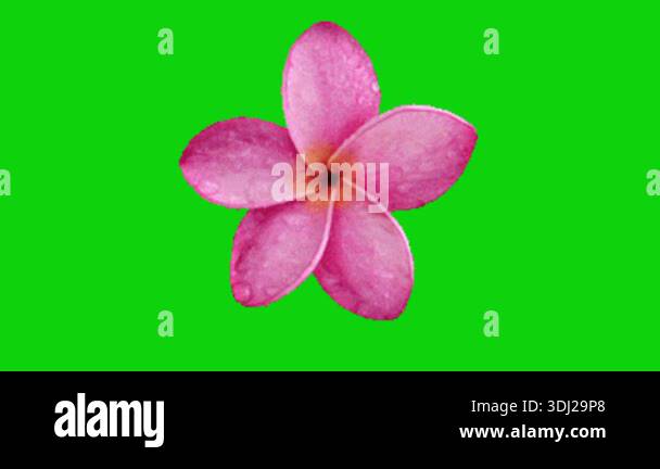 Flower animation on chroma key background Stock Video Footage - Alamy